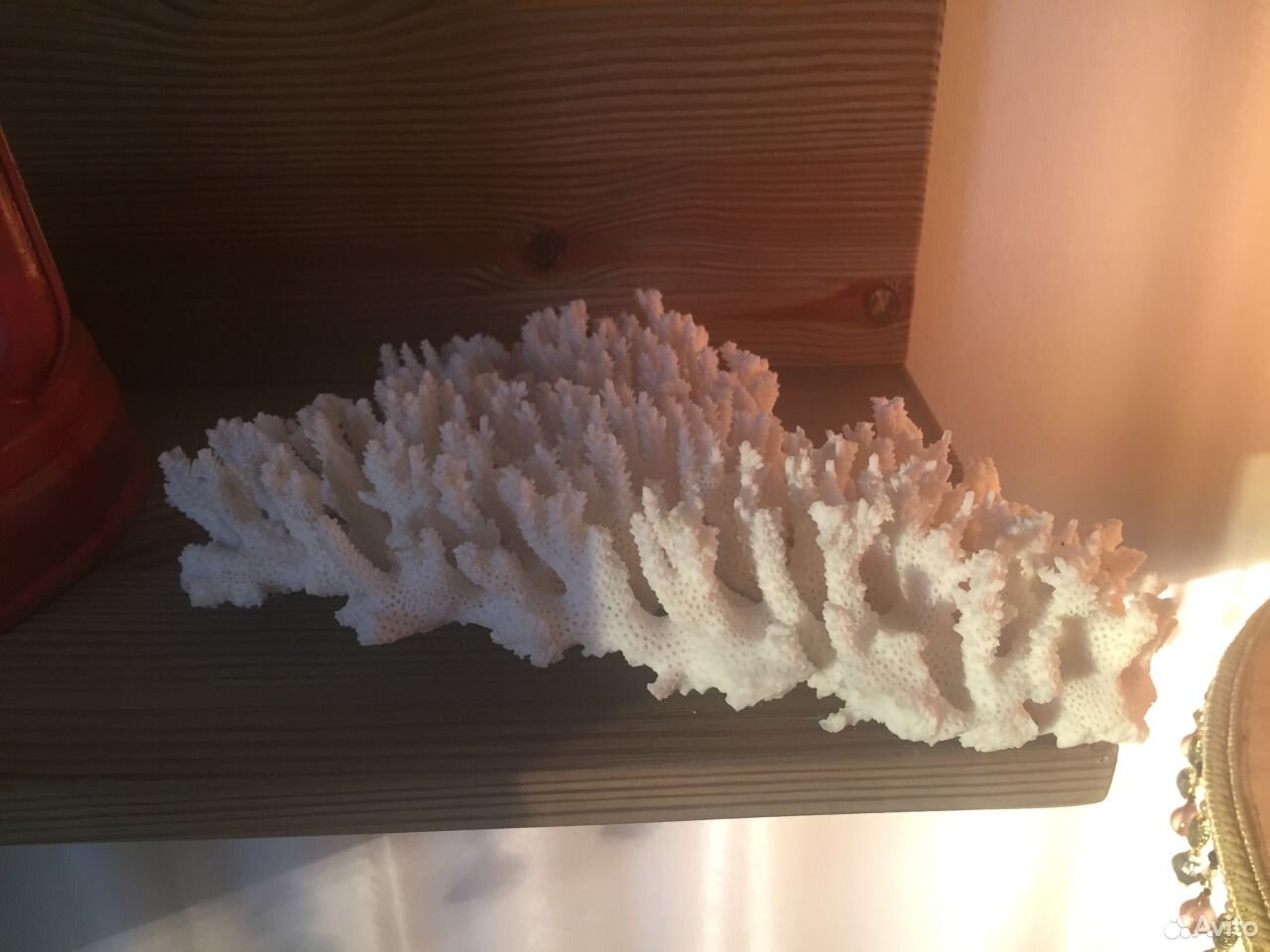 Корал Ллойс 15-20