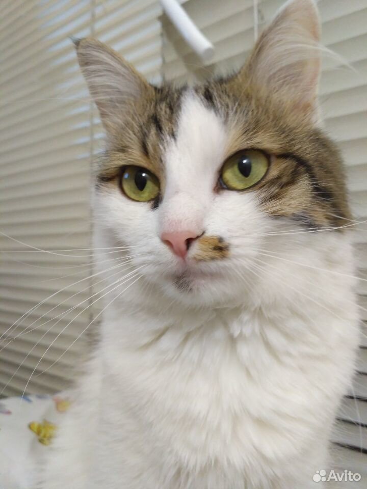 Кошка ищет новую хозяйку