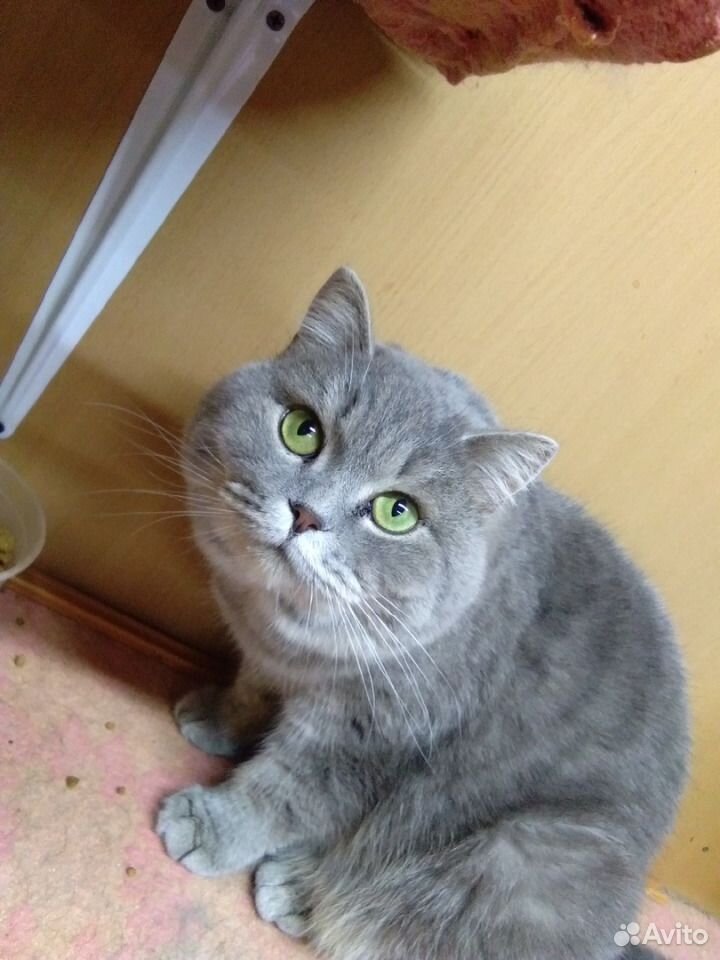 Крупная красотка с характером