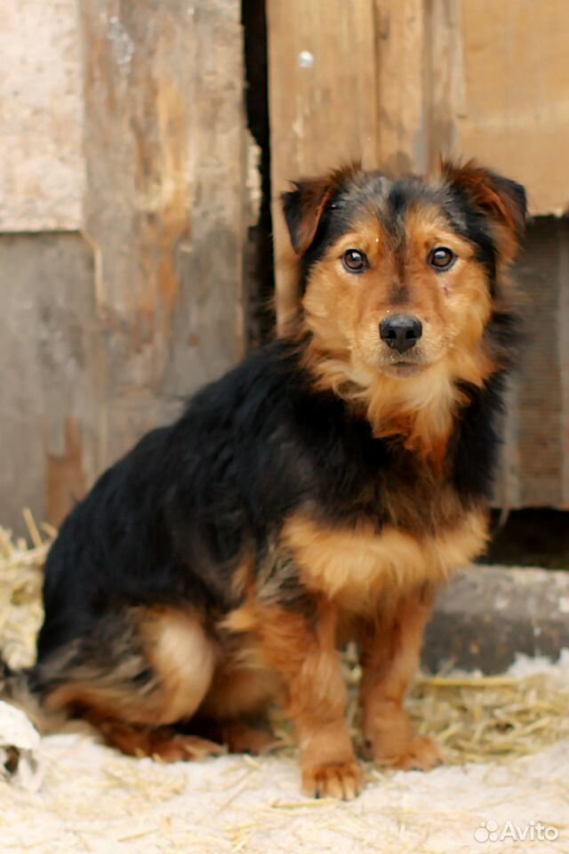 Гоша ищет дом