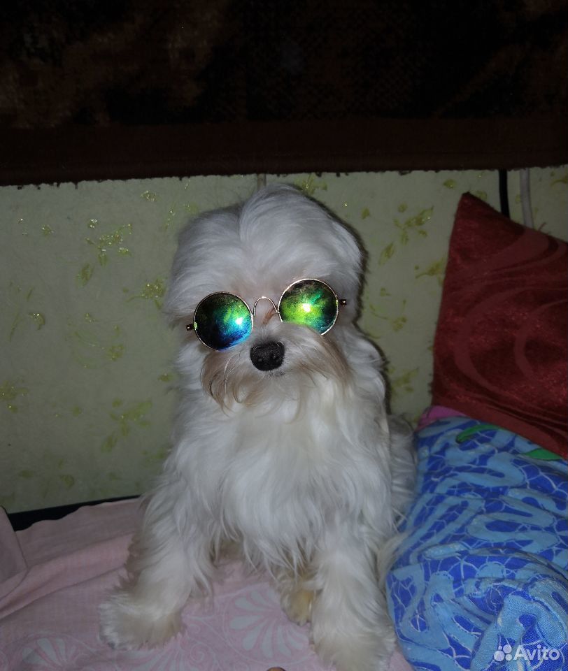 Жених мальтезе