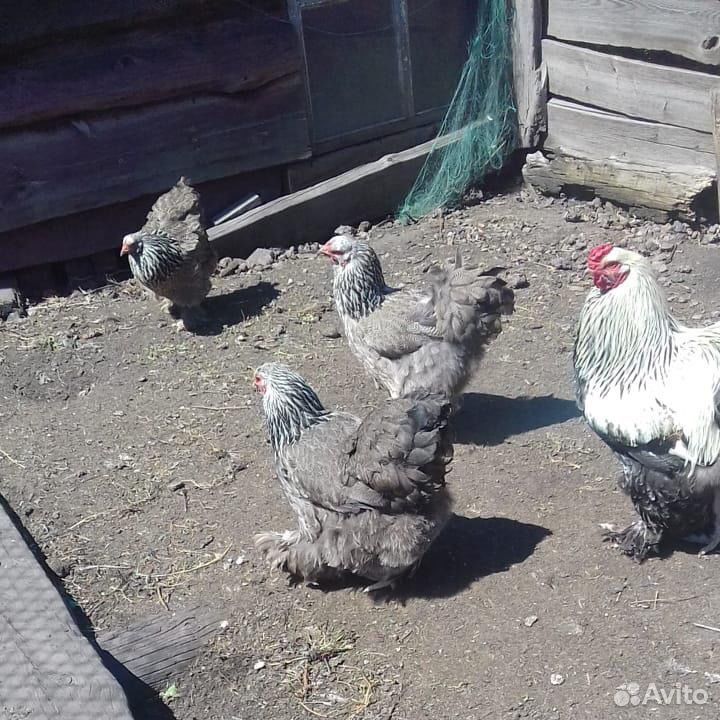 Брама тёмная семья 1+4