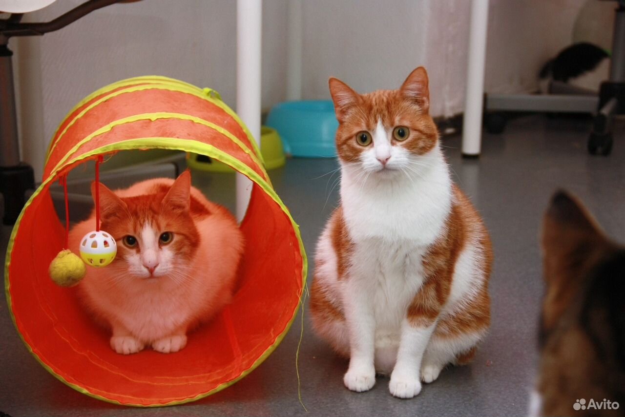 Бурундучок Сафи