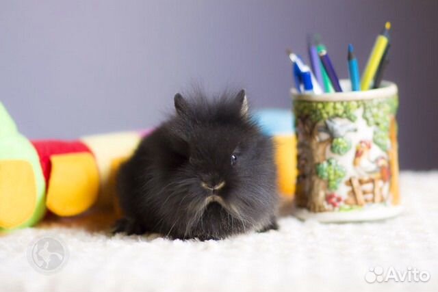 Львиноголовый крольчонок Белиш