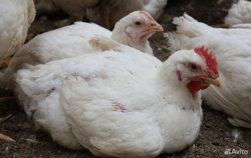 Бройлер Кооб 500 Чехия