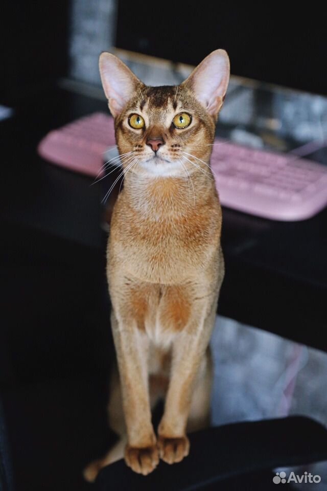 Абиссинский кот вязка