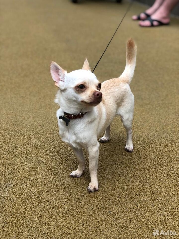 Чихуа мальчик для вязки