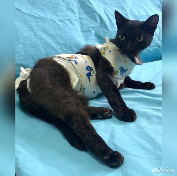 Черная кошка - пантера, стерилизованная