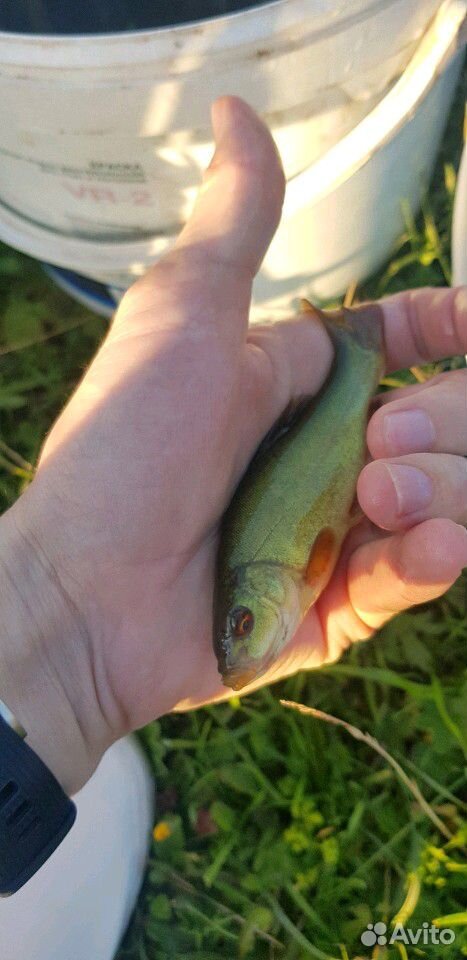 Рыба линь, белый амур, карп, толстолобик для зарыб