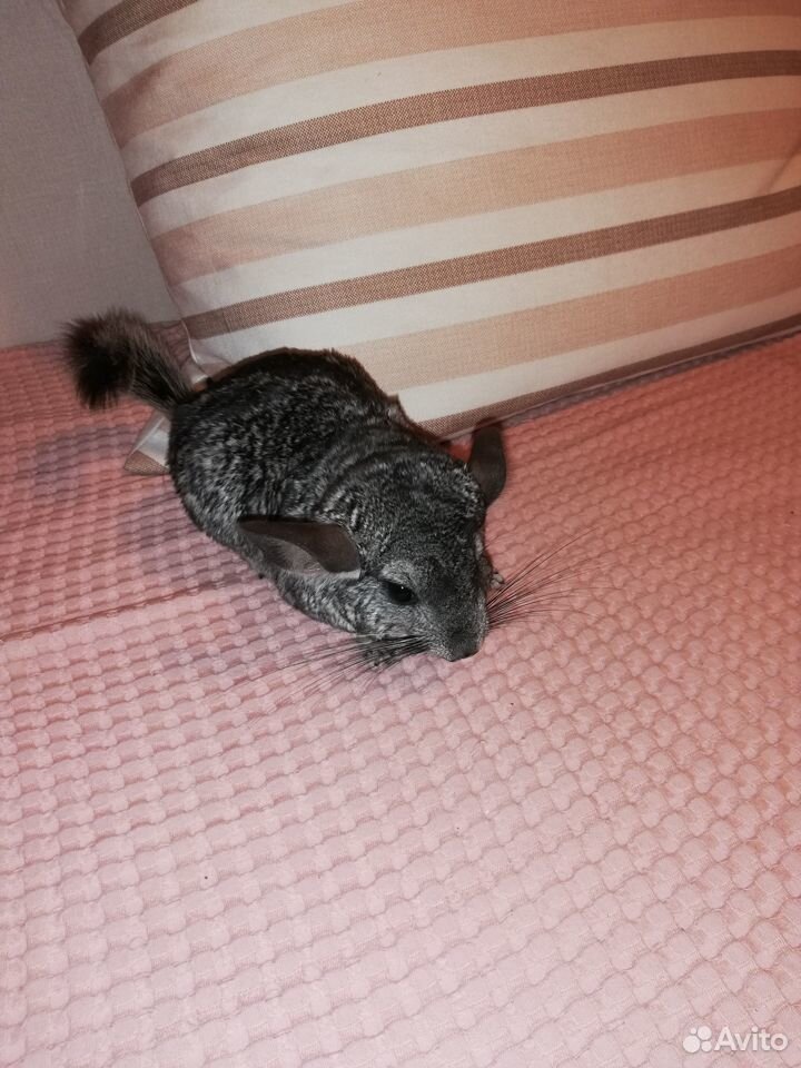 Две шиншиллы