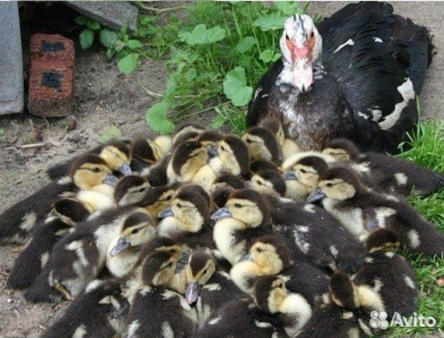 Индоутята, утята Мускусной утки