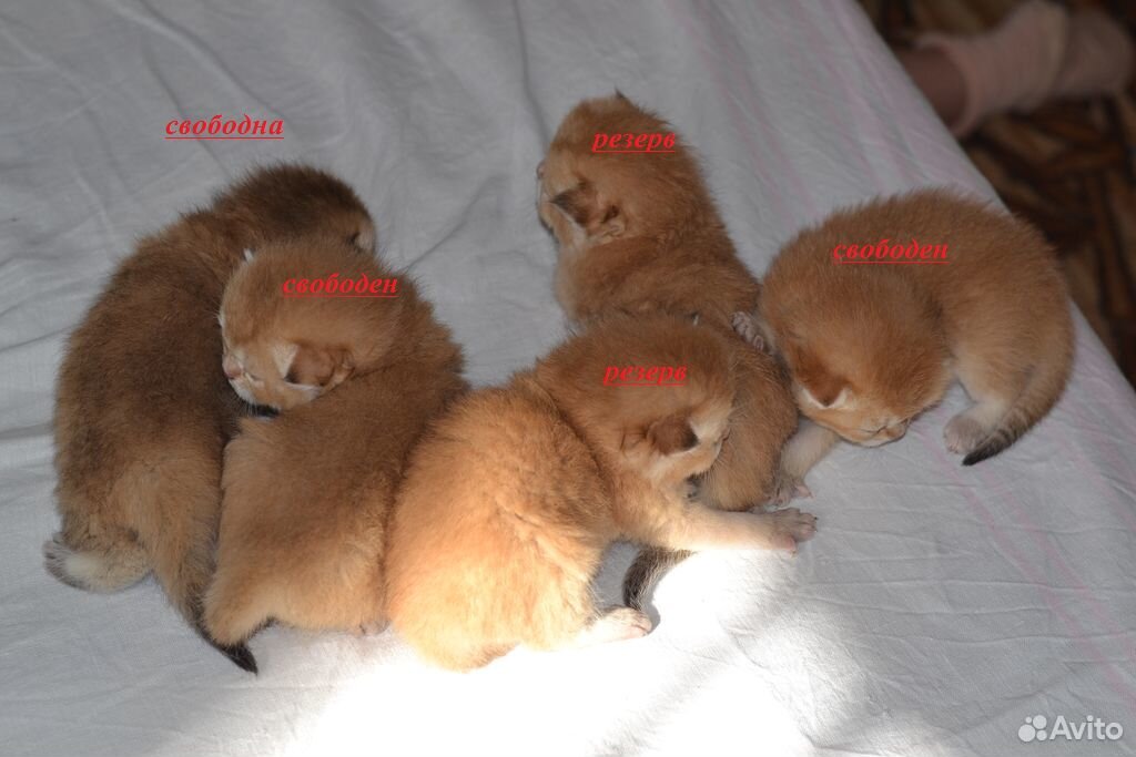 Готовятся к продаже золотушки