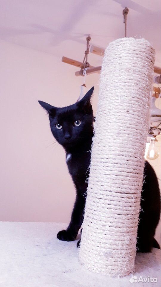 Я кот, а чего добился ты