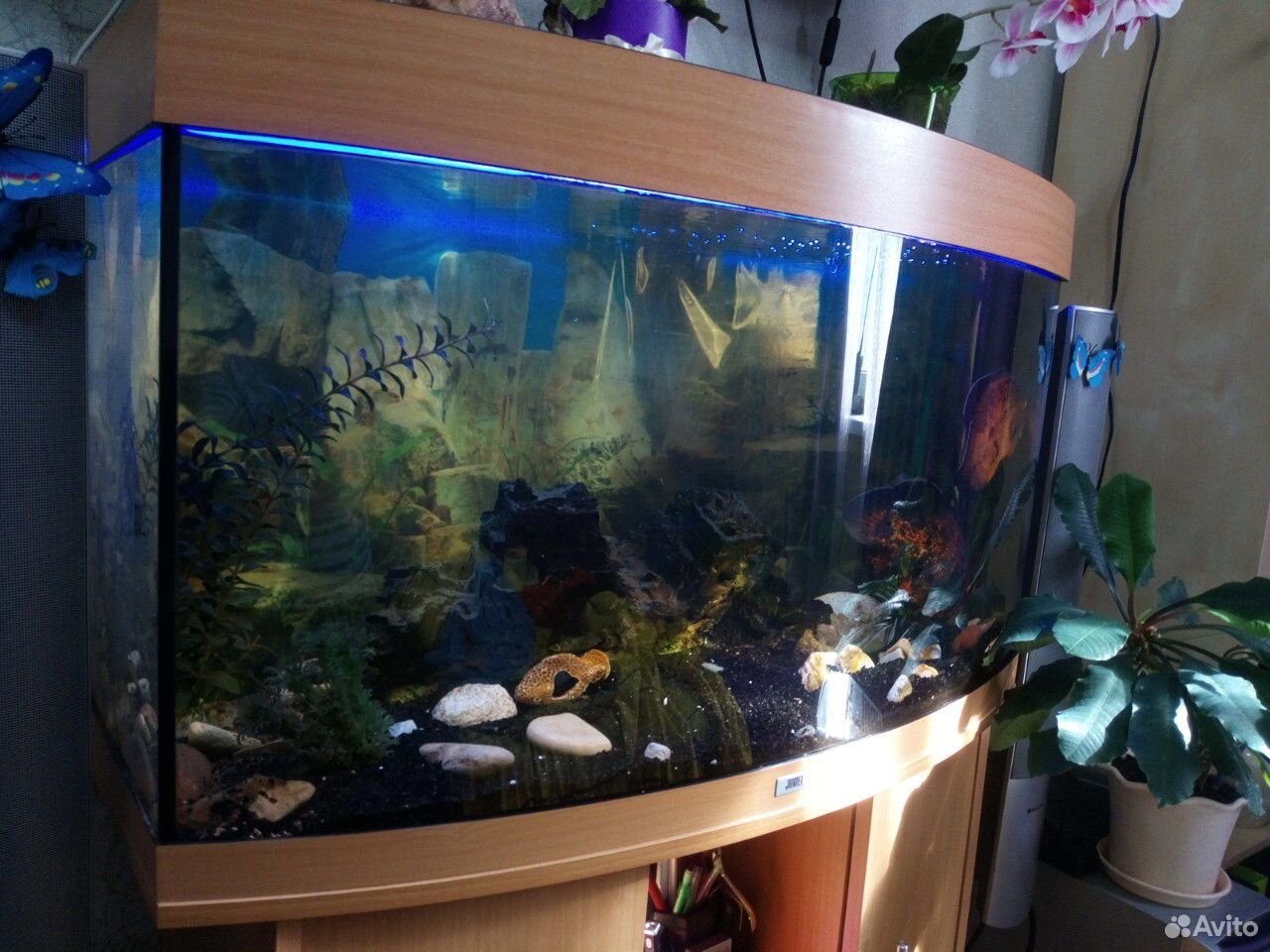 Аквариум