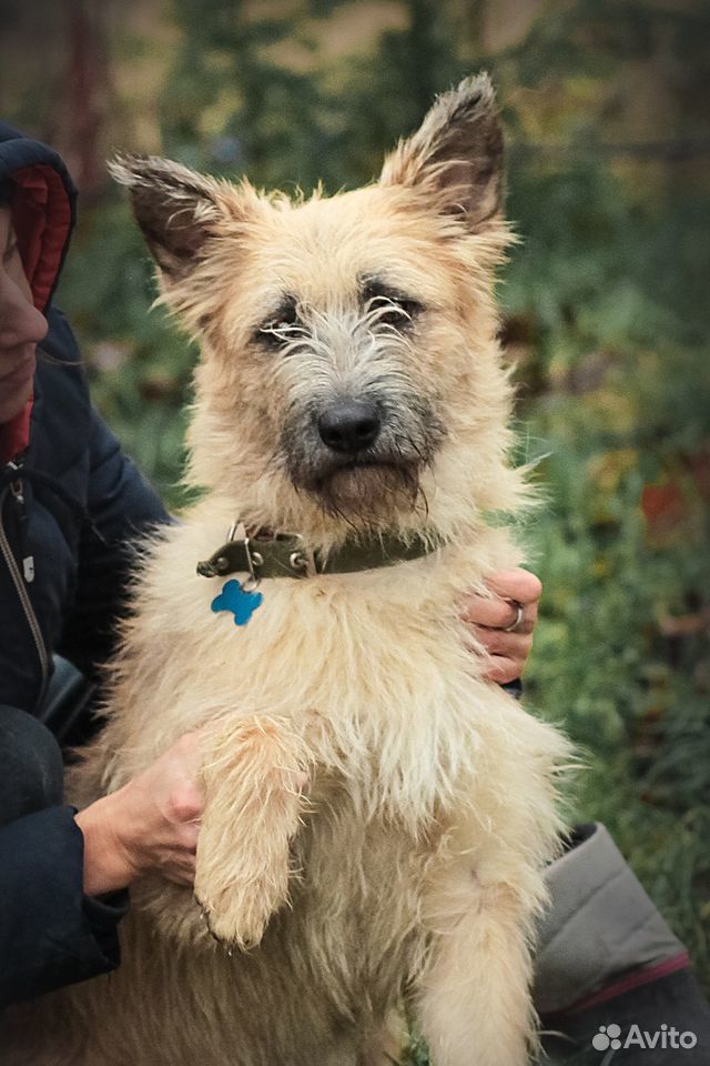 Царь собак ищет дом