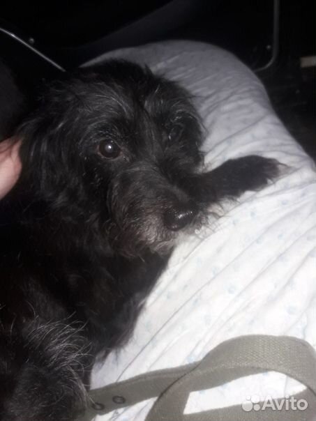 Собака стерилизованная