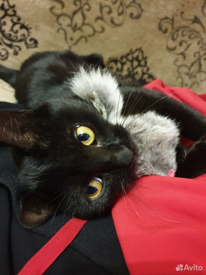 Перчинка ищет дом