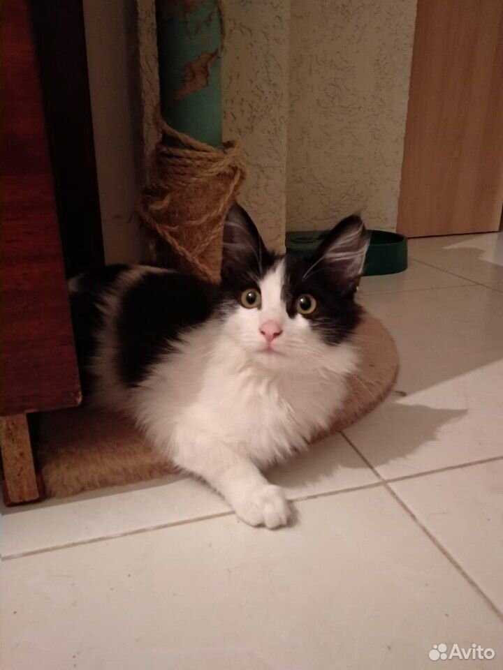 Котик в добрые руки, Рыздвяный