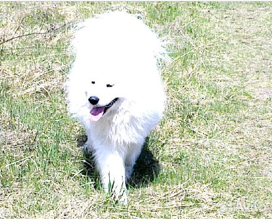 Самоед кобель для вязки Юджин Снежный Рифей