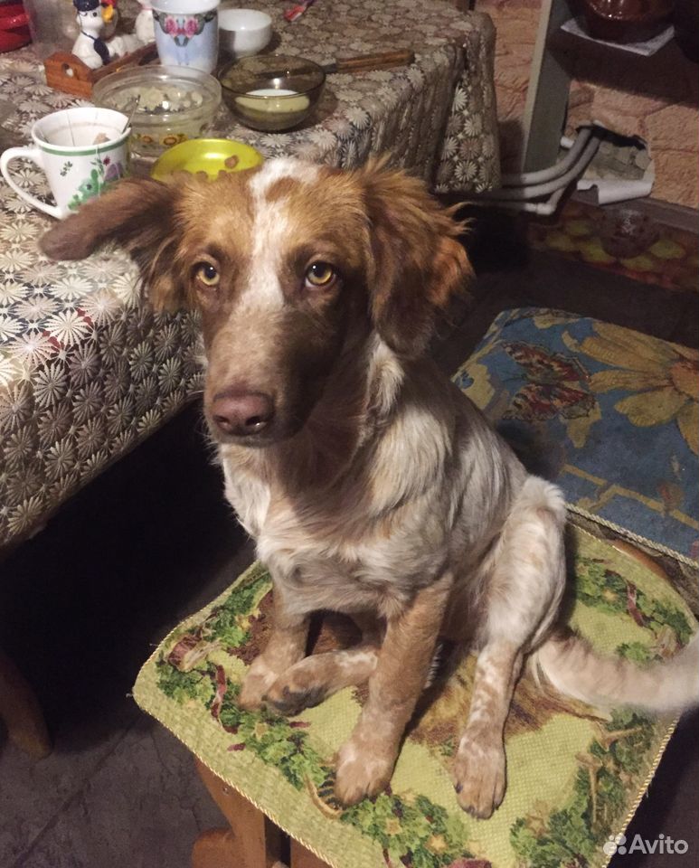 Отдам в добрые руки