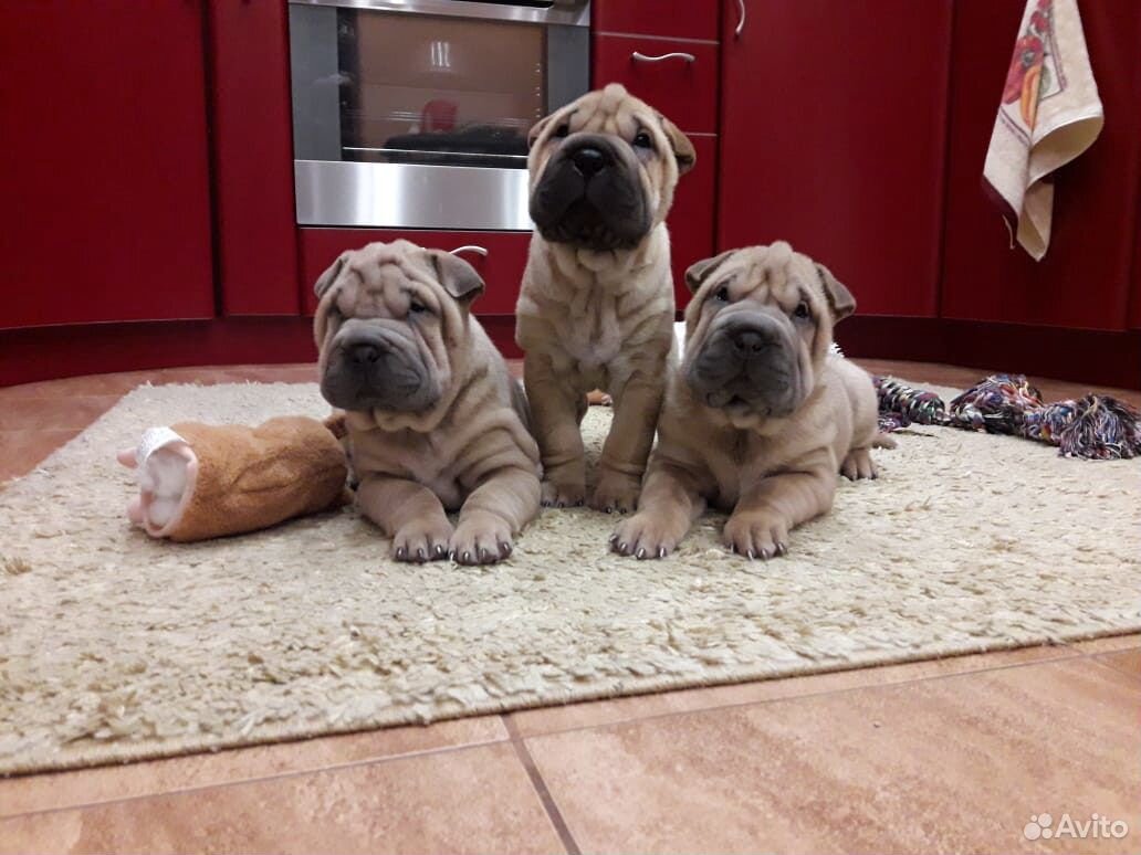 Складчатое счастье - малыши Шар-Пея