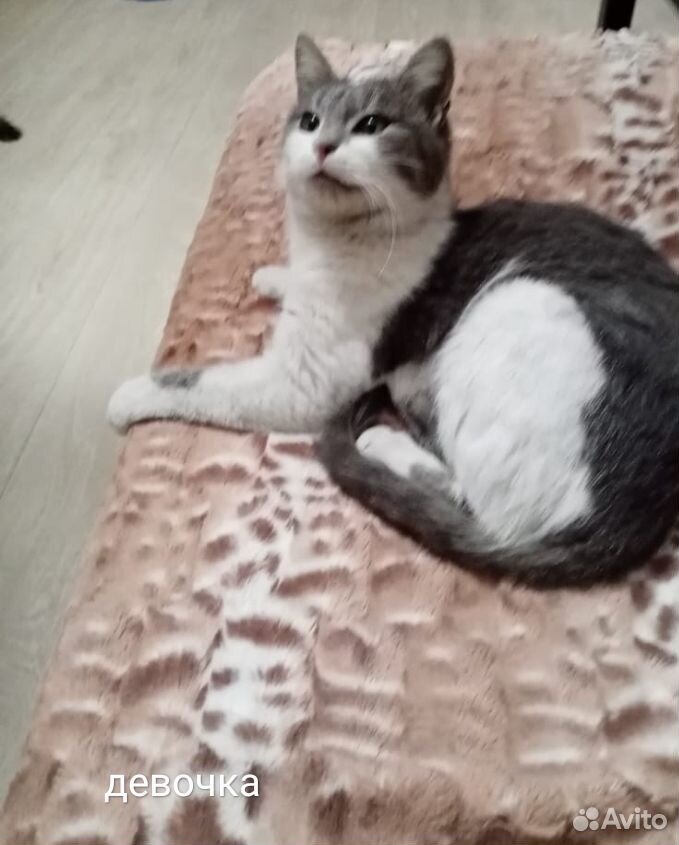 Кошечка в добрые руки