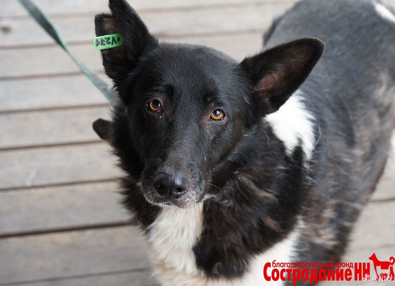 Собака в добрые руки