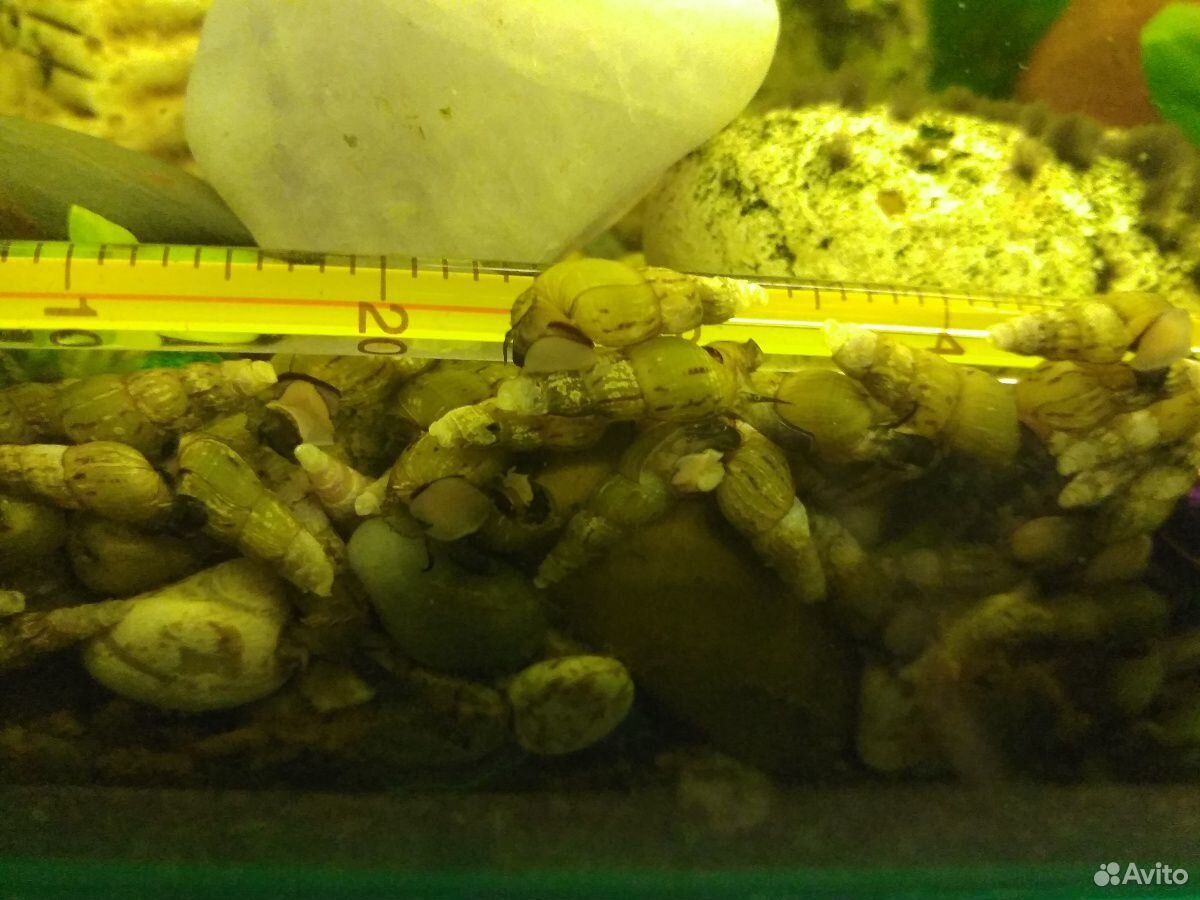 Улитки Мелании Ампулярии, Катушки