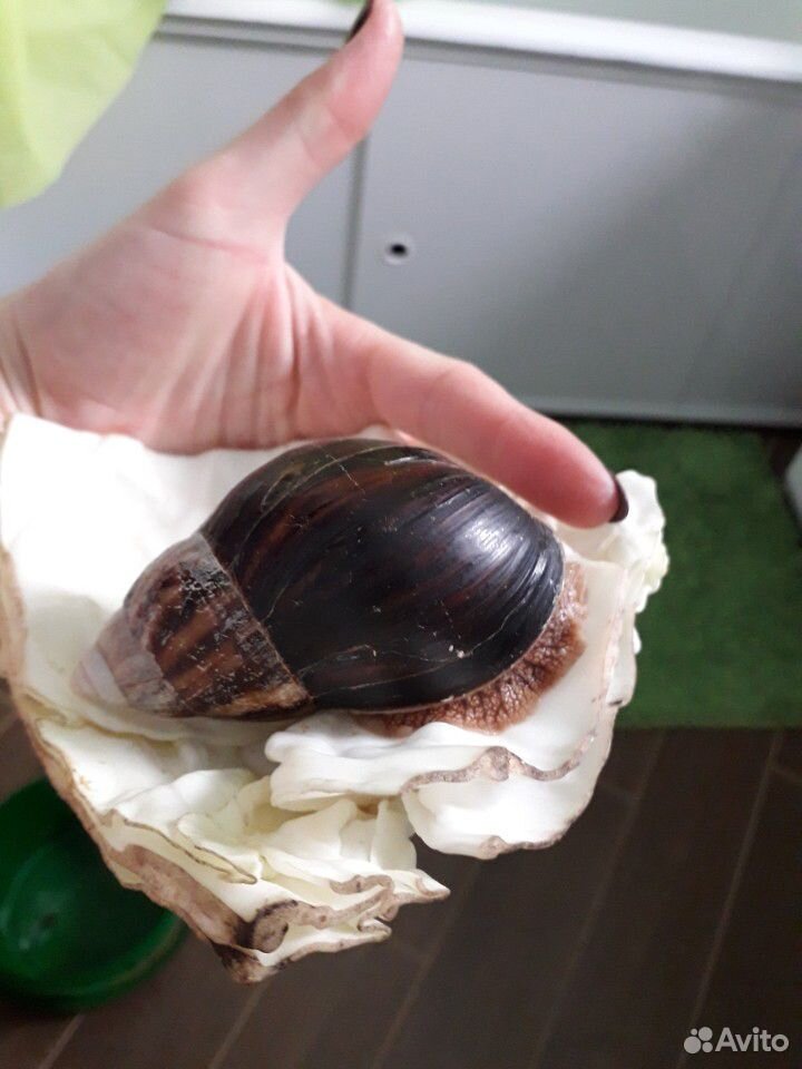 Улитка Ахатинская