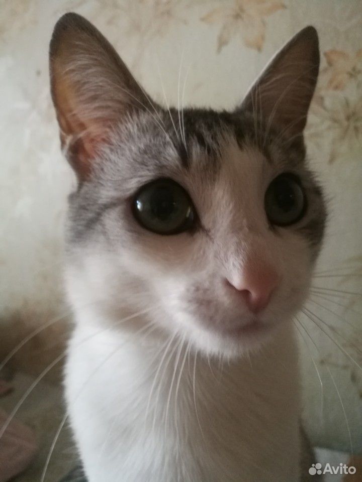 Кот