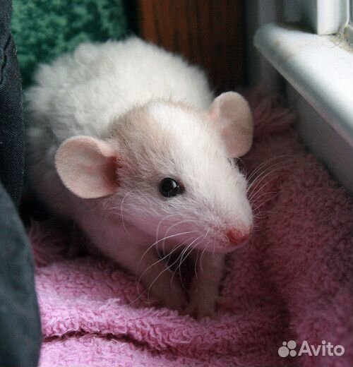 Крысята дамбо редких окрасов