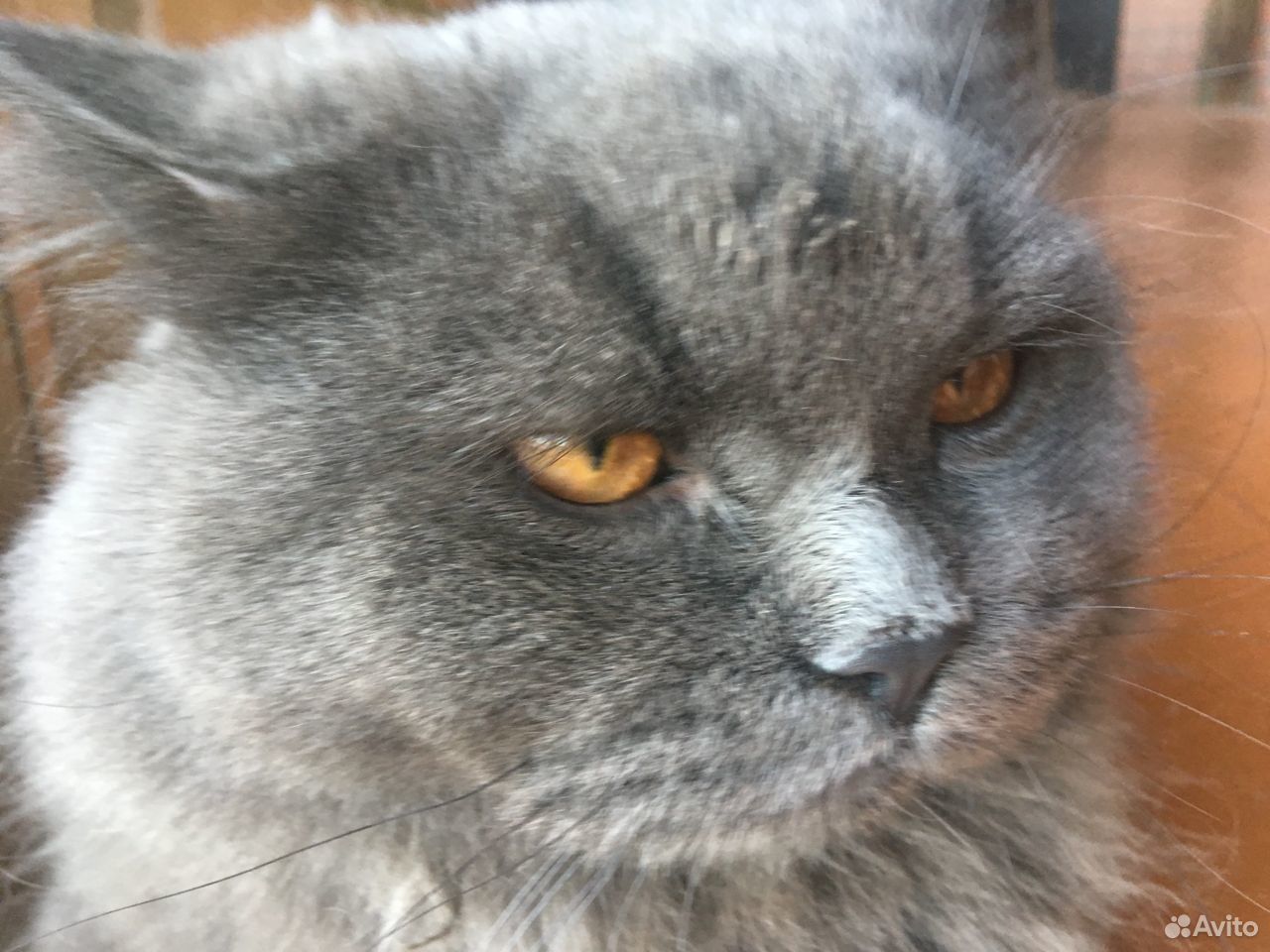 Вязка с британским котом