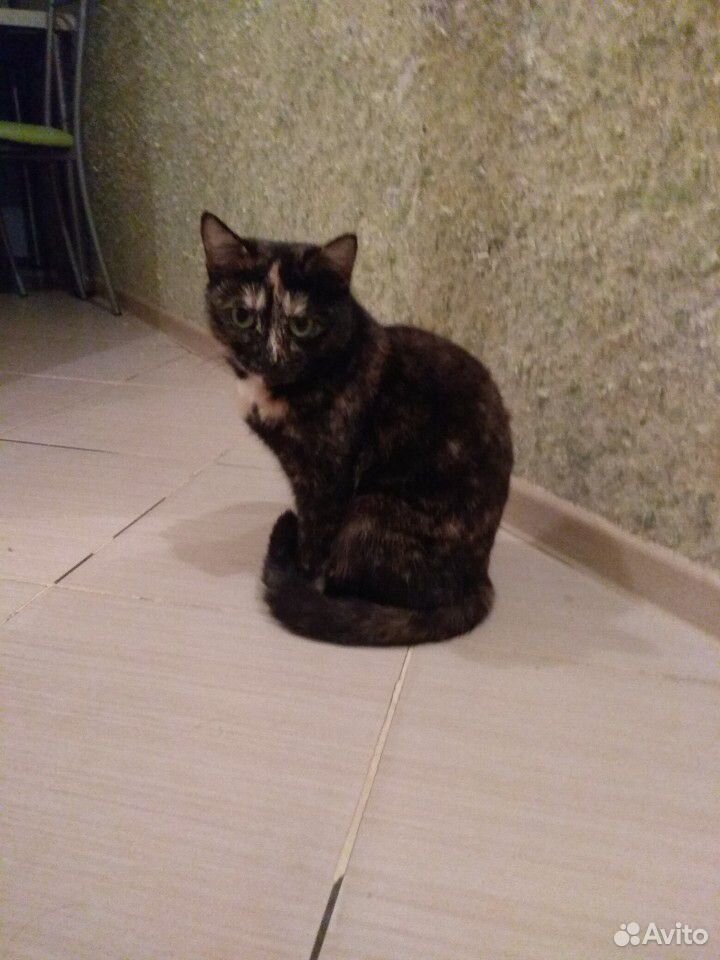 Кошка