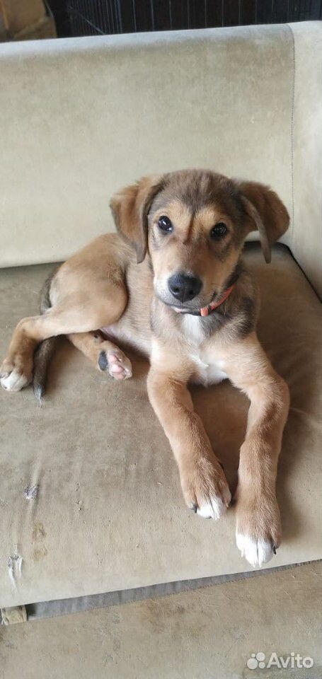 Щенок (мальчик. 9 месяцев) в дар, в добрые руки