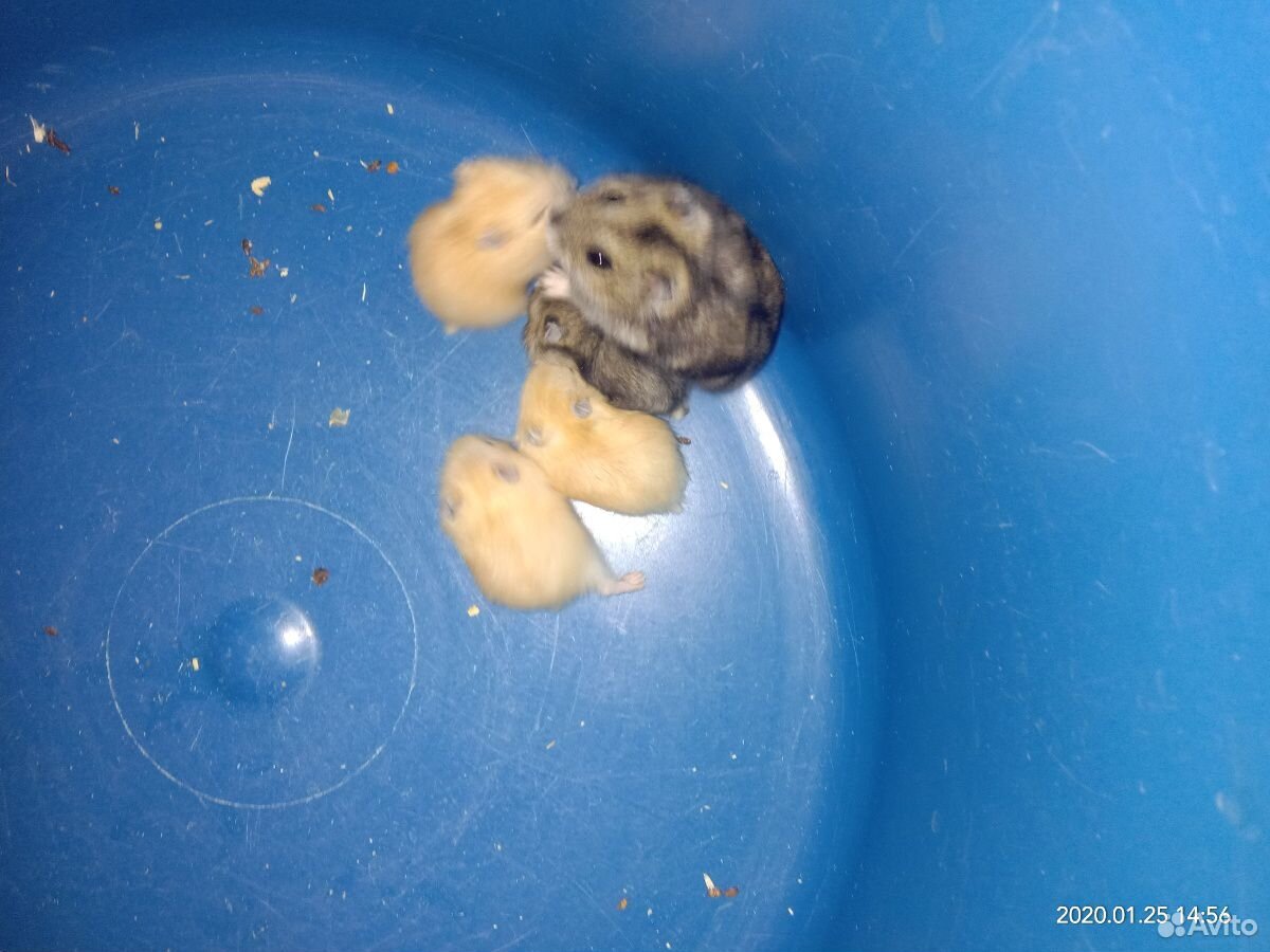 Пушистый комочек, маленький хомячок