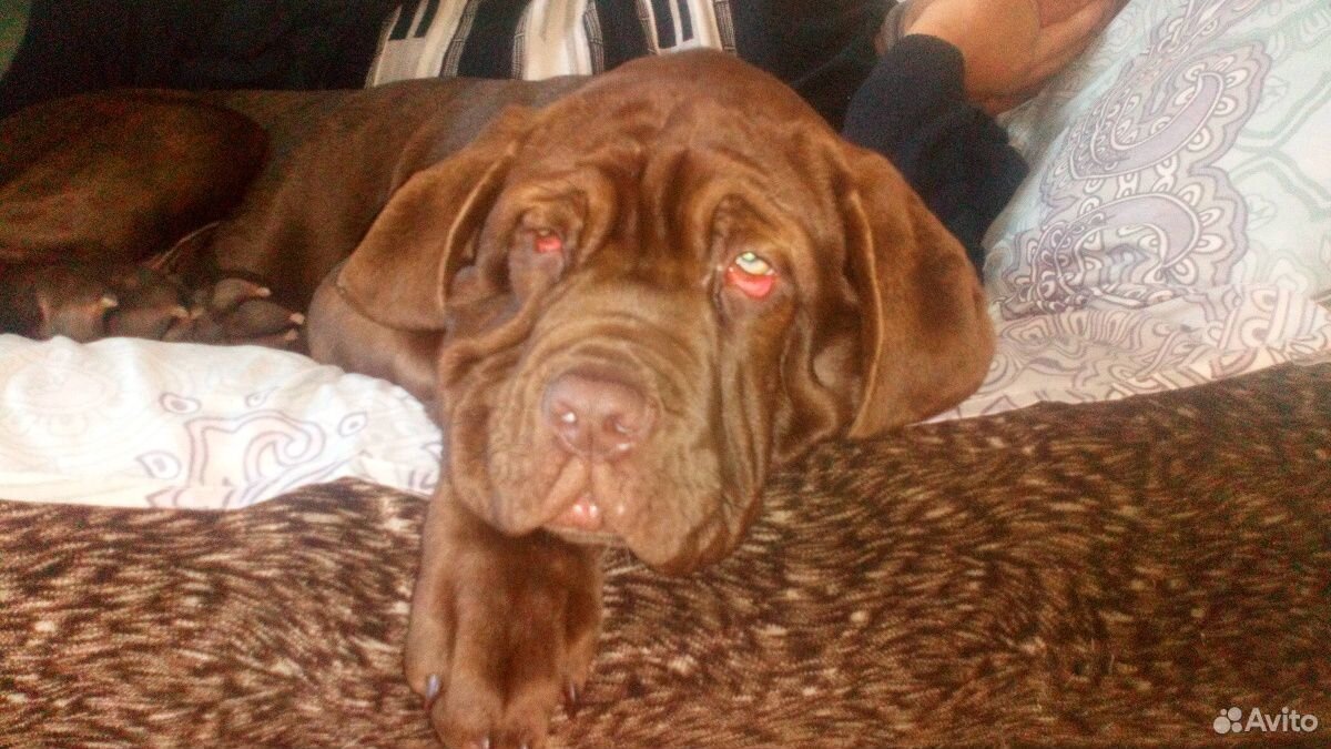 Щенок Мастино мальчик махагон окрас