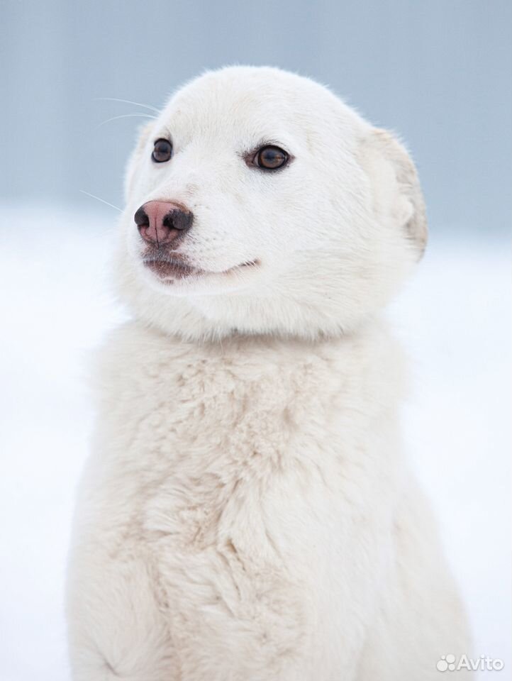 Блондинка ищет дом