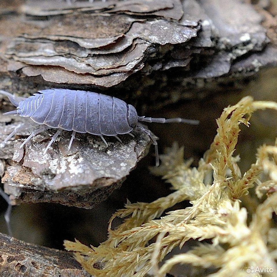 Мокрицы
