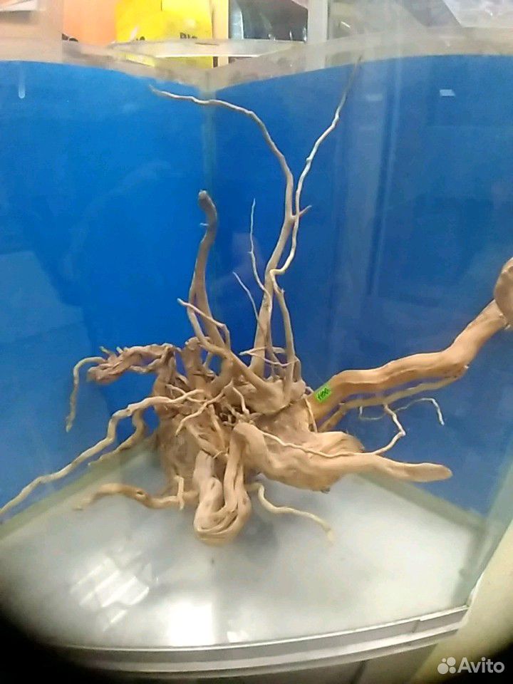 Коряги мангрового дерева
