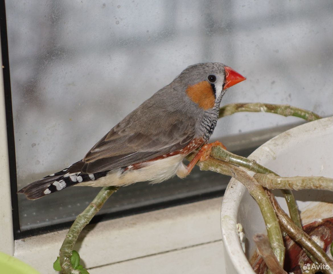 Половозрелый самец зебровых амадин