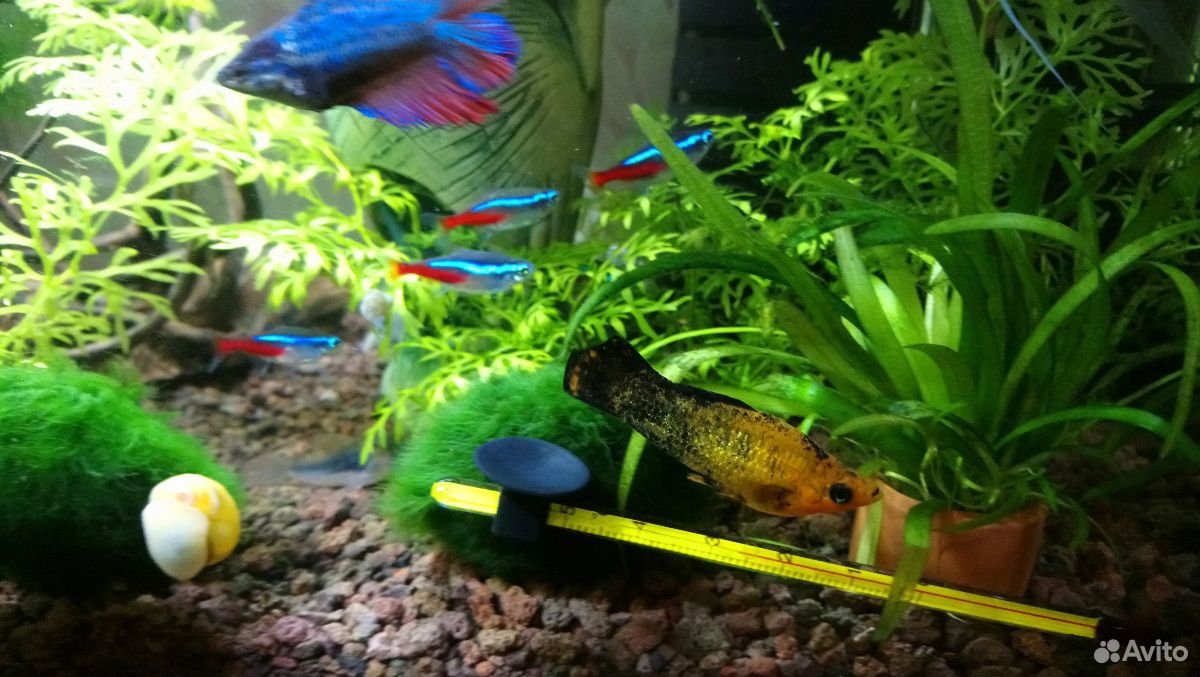 Моллинезия