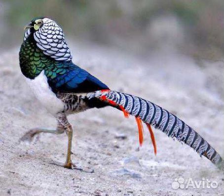 Инкубационное яйцо, Алмазный фазан