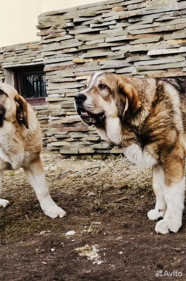 Испанский мастифчик. 6 мес