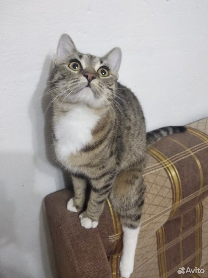 Кошечка ищет партнёра для вязки