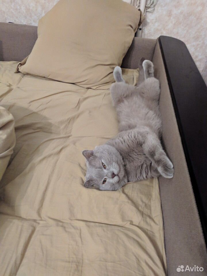 Вязка Ищу любовницу, место есть)