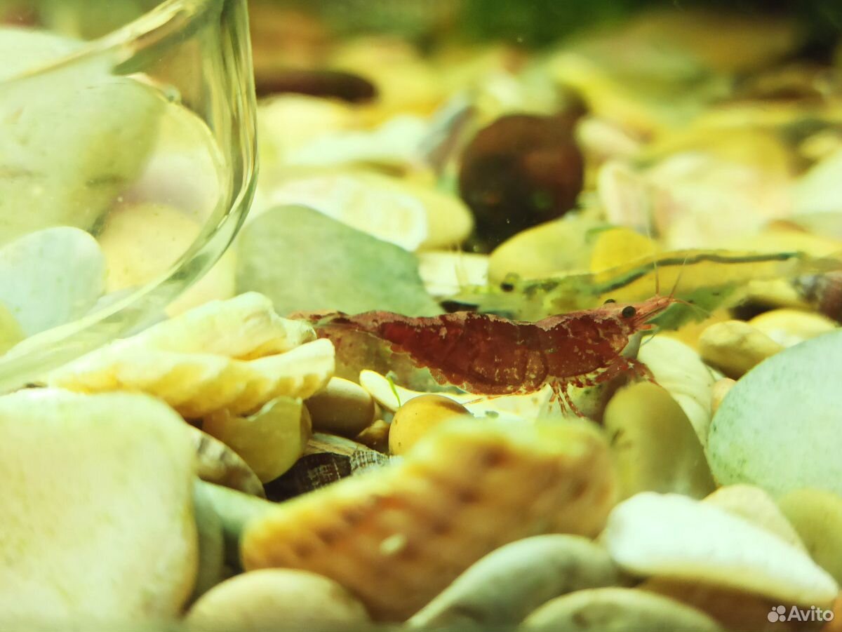 Креветка вишня neocaridina heteropoda