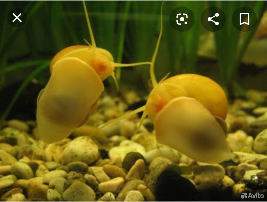 Улитки ампулярии