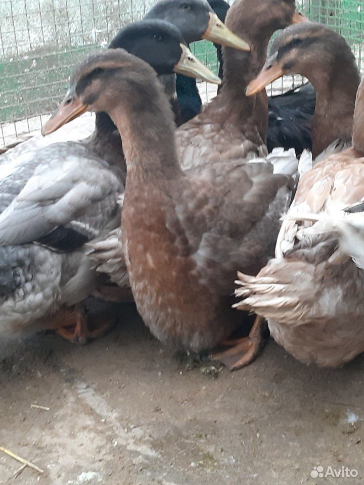 Руанская голубая утка