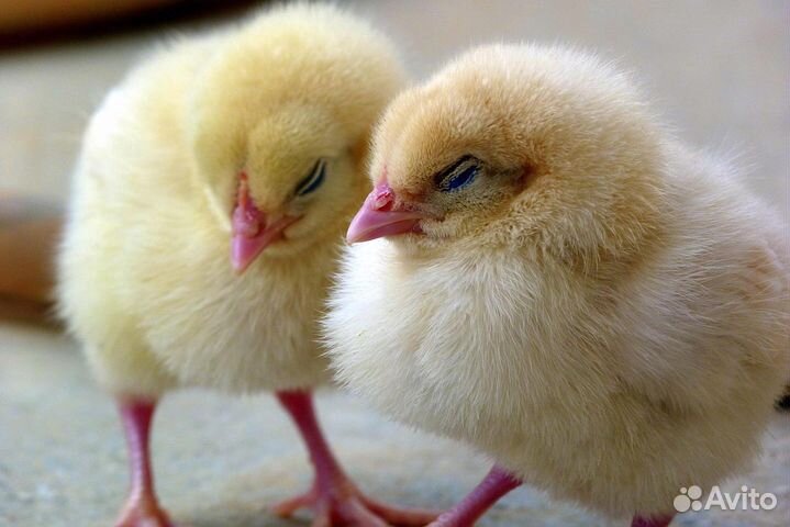 Доставка цыплят кобб 500
