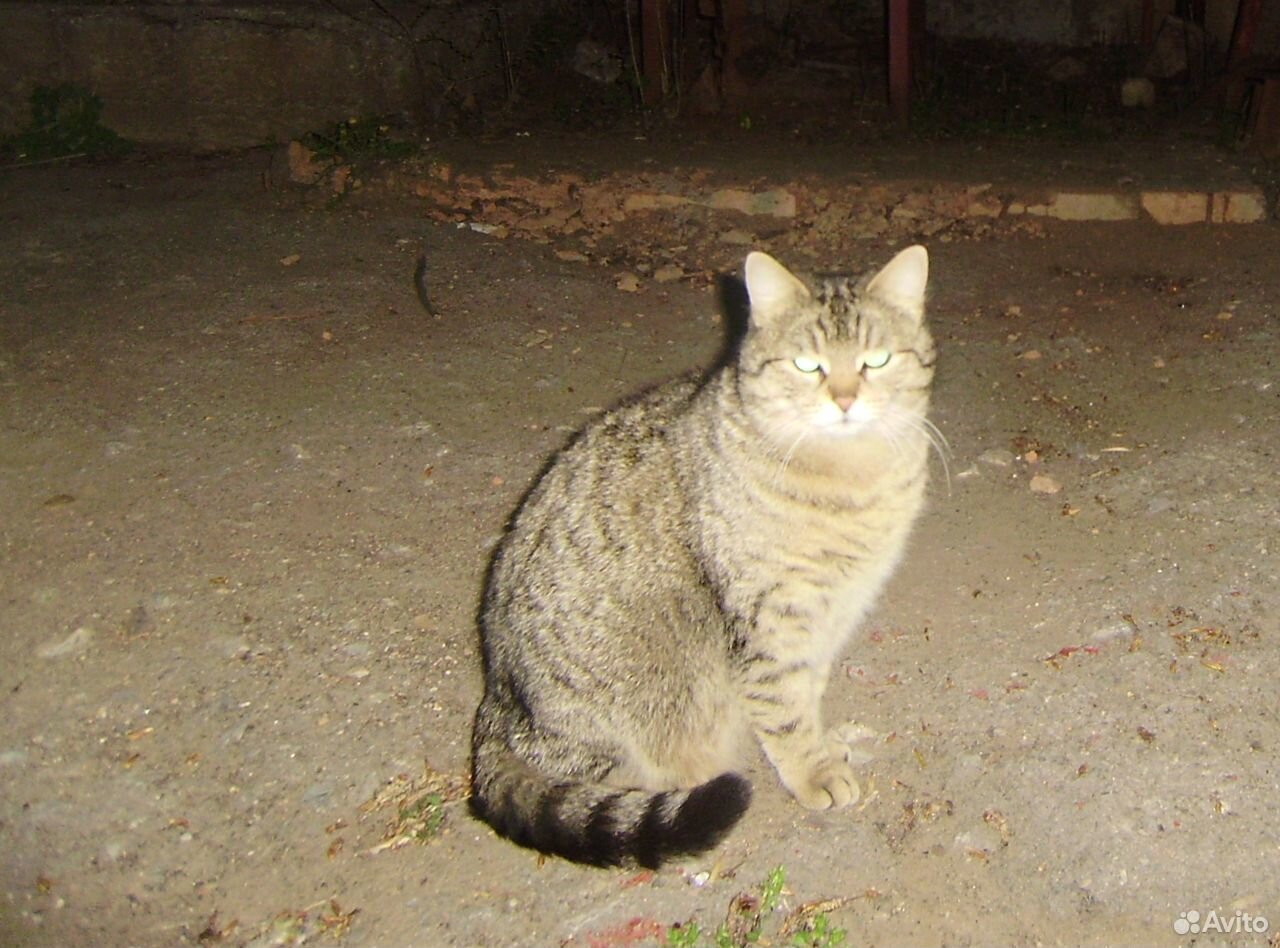 Ростов-на-Дону мэри ищет дом